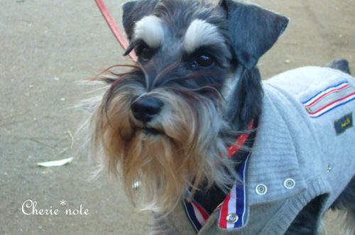 M.シュナ Leef 15歳7ヶ月 お別れの時 | Cherie*note