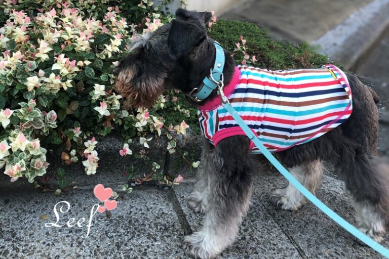 M.シュナ Leef ・月命日 | Cherie*note