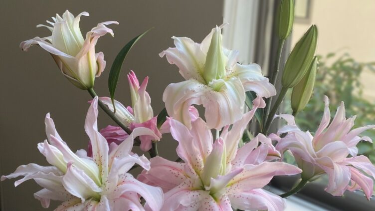 嬉しいけれど・・ | Cherie*note