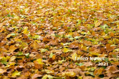 落葉大好き Coconut！ | Cherie*note