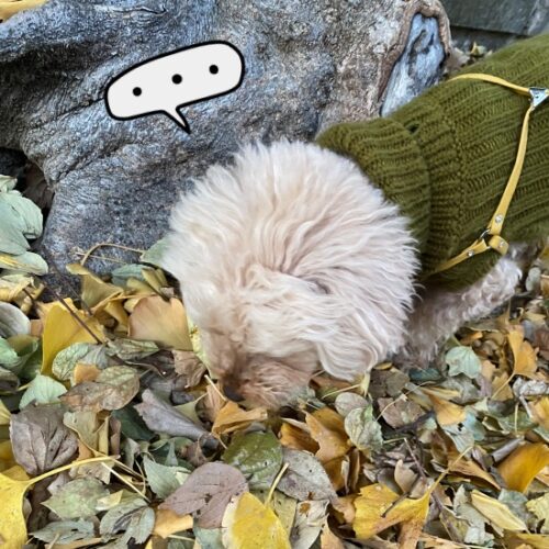 落葉大好き Coconut！ | Cherie*note