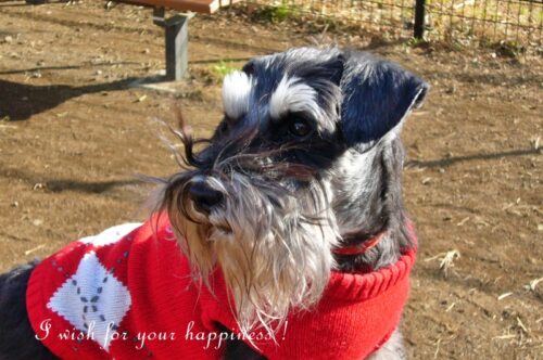 M.シュナ Leef ・一年祭 | Cherie*note