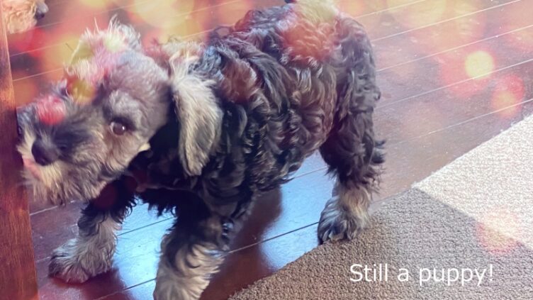 Happy Birthday to Coconut！ | Cherie*note