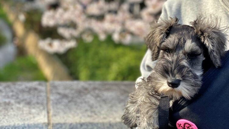 Dear・祝🎉8か月 | Cherie*note