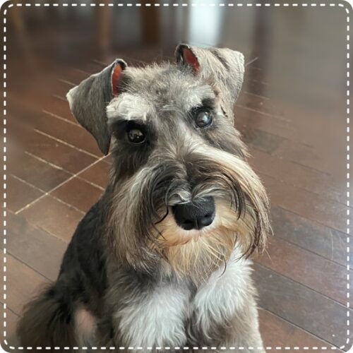 Dear・祝🎉8か月 | Cherie*note