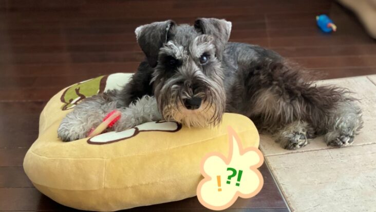 ベビーシュナ・狩り三昧 | Cherie*note