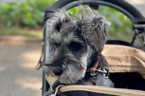 Dear・祝🎉8か月 | Cherie*note