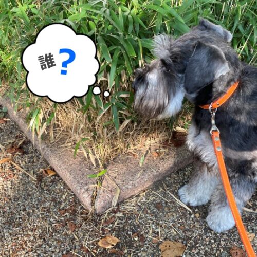 ベビーシュナ・8ヶ月の散歩 | Cherie*note