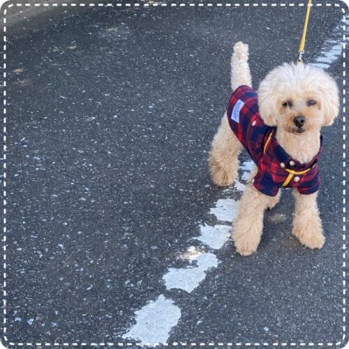 Coconut・秋晴れ散歩！ | Cherie*note