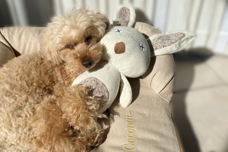 Coconut・シャンプーお休み💦 | Cherie*note