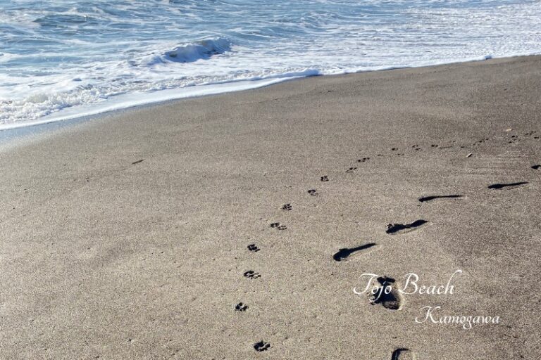 犬と旅行/初めての海はいかが | Cherie*note