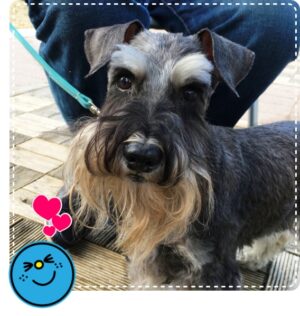 M.シュナ Leef・二年祭 | Cherie*note