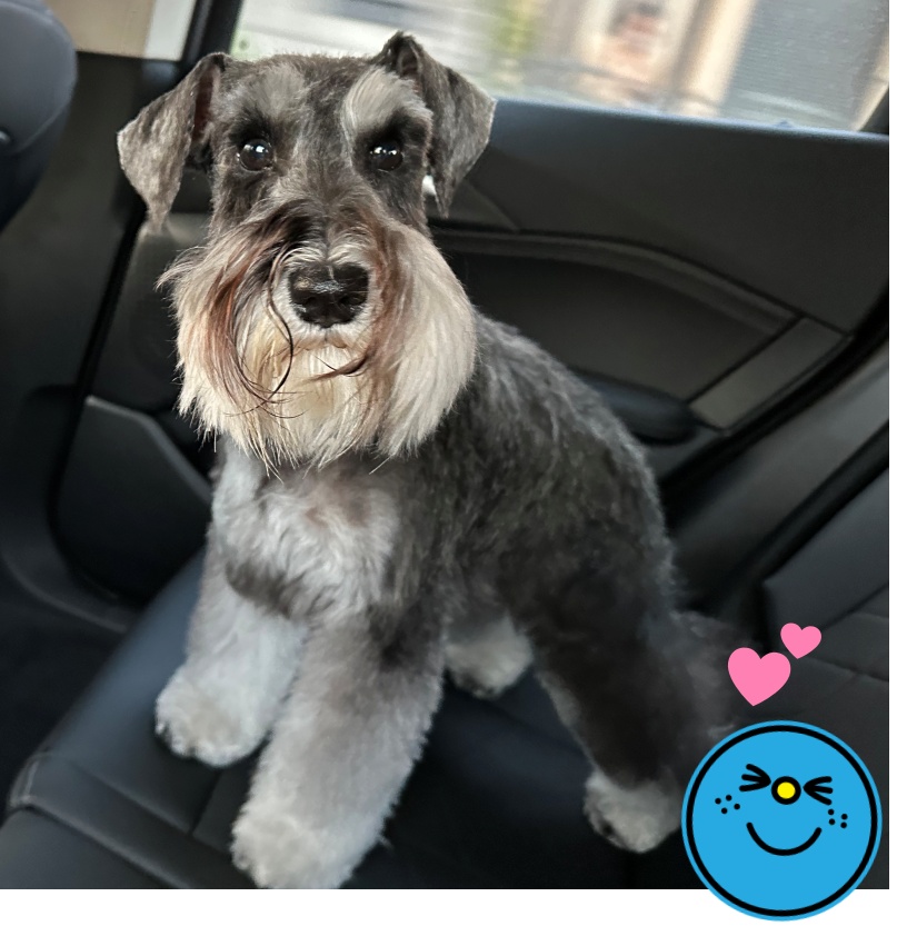 トリミング・換毛期の無いシュナウザーだから・・ | Cherie*note