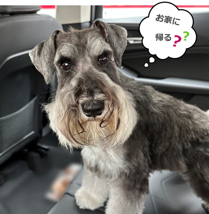 トリミング・ちょっと多めにプラッキング | Cherie*note