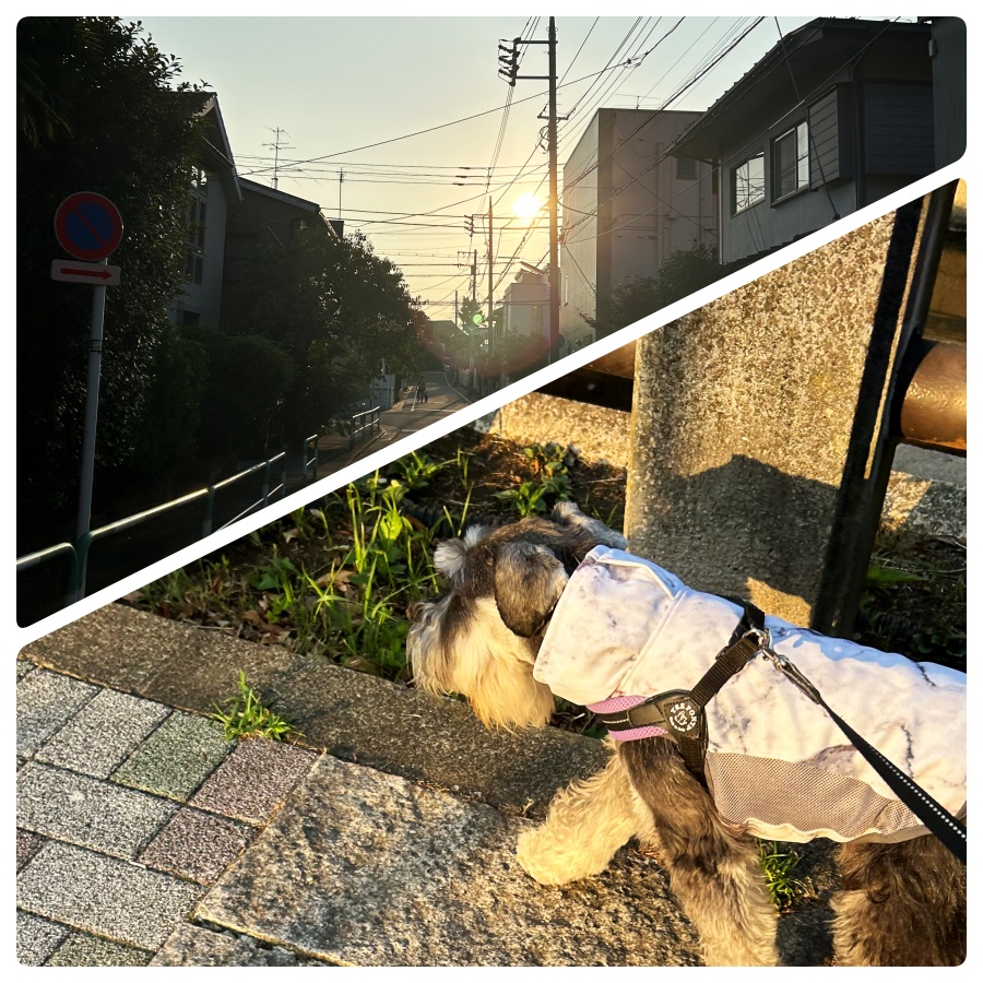 夜散歩・ギブアップでした💦 | Cherie*note