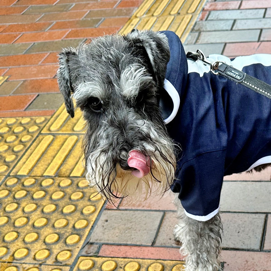 ドッグレインコート🐕 デビュー | Cherie*note