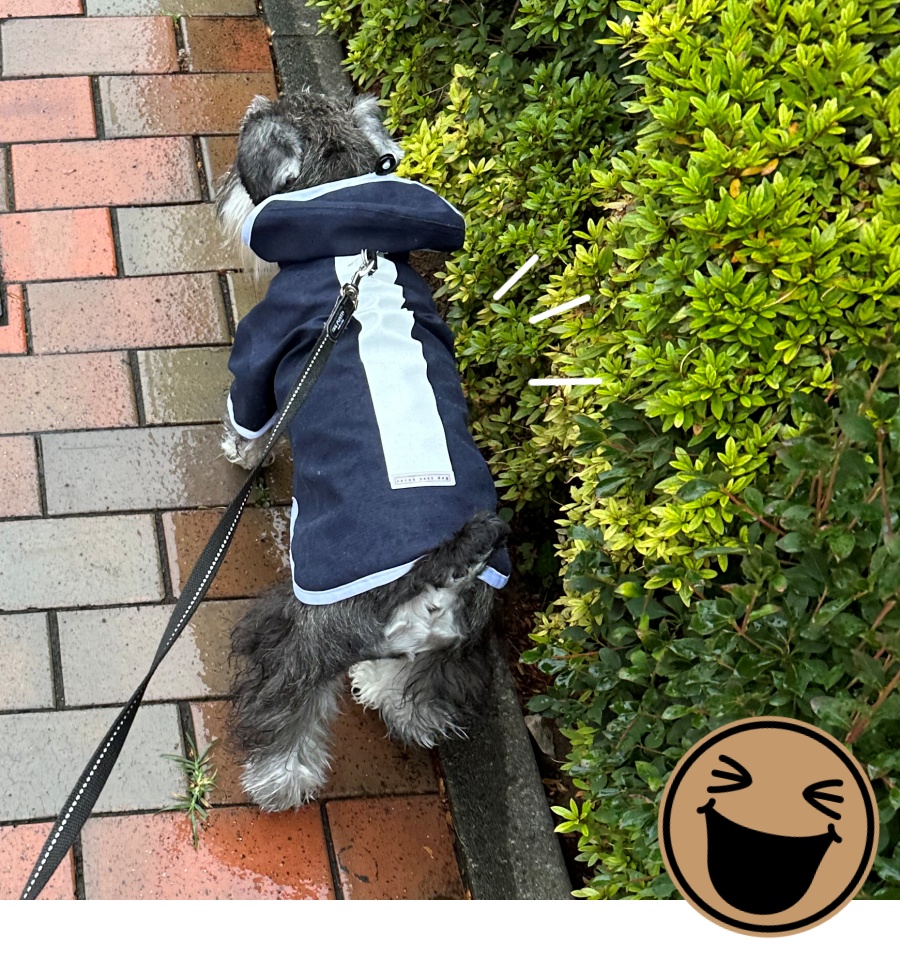 ドッグレインコート🐕 デビュー | Cherie*note