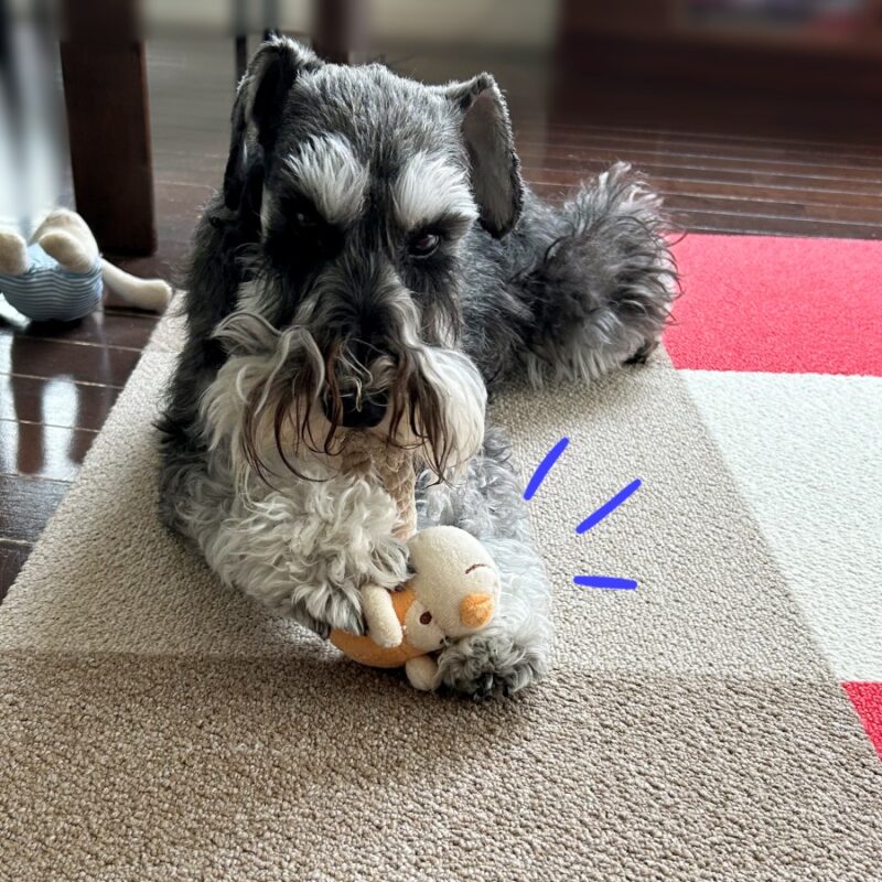 犬のおもちゃ・命短すぎ💦 | Cherie*note