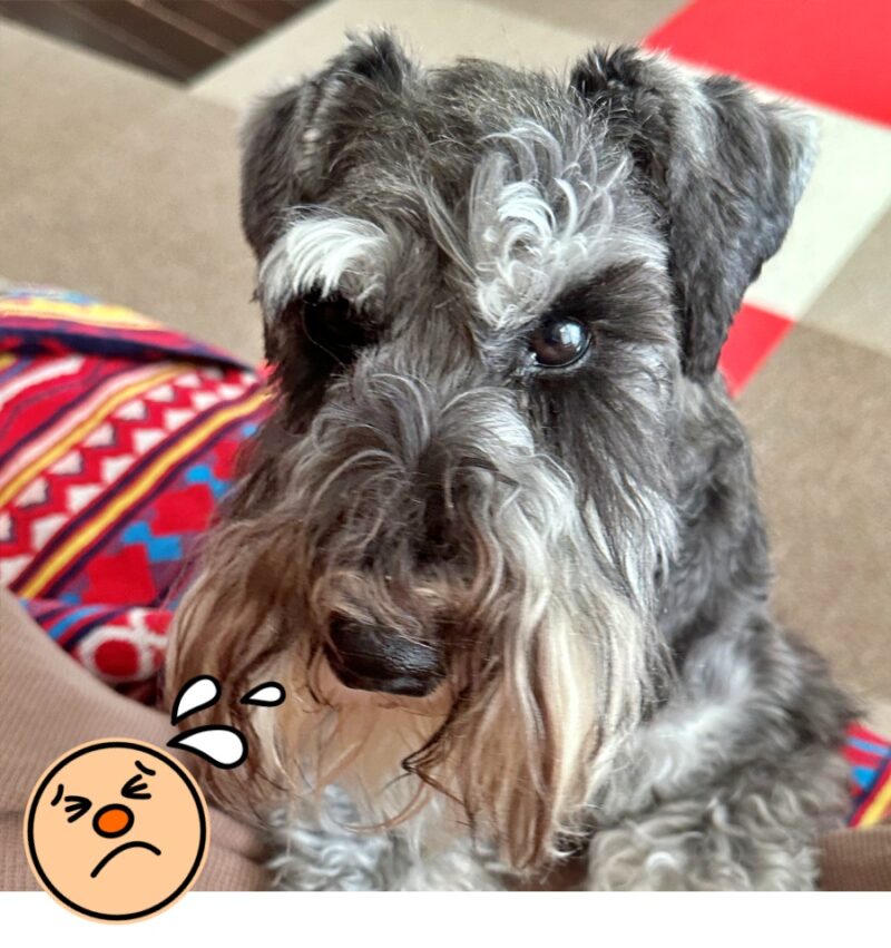 トリミング・ギリギリの待ち遠しさ | Cherie*note