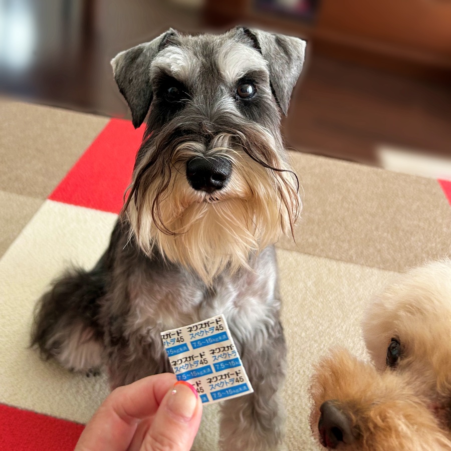 ネクストガード スペクトラ・忘れてた💦 | Cherie*note