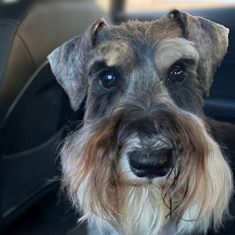 トリミング・行けて良かった🫧 | Cherie*note