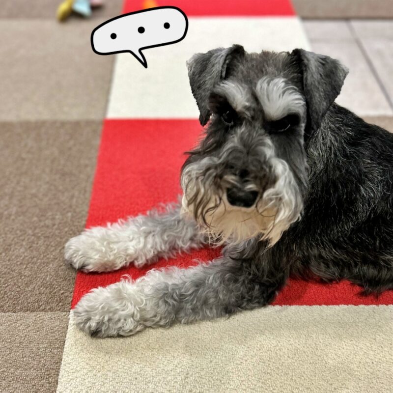 大失敗 ! 食後の散歩 😰 | Cherie*note