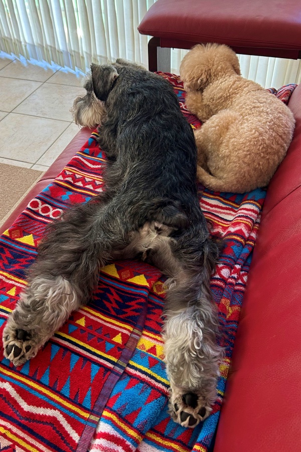 シュナウザーの寝方 | Cherie*note