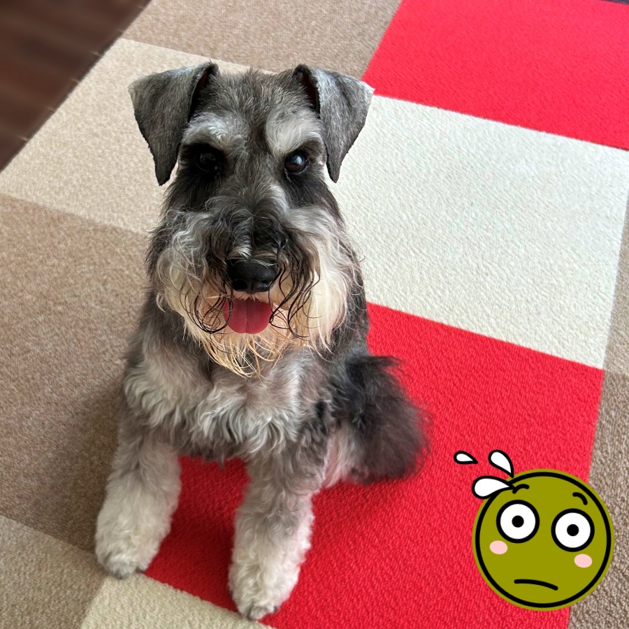 M.シュナ Dear・吠え犬になっている💦 | Cherie*note