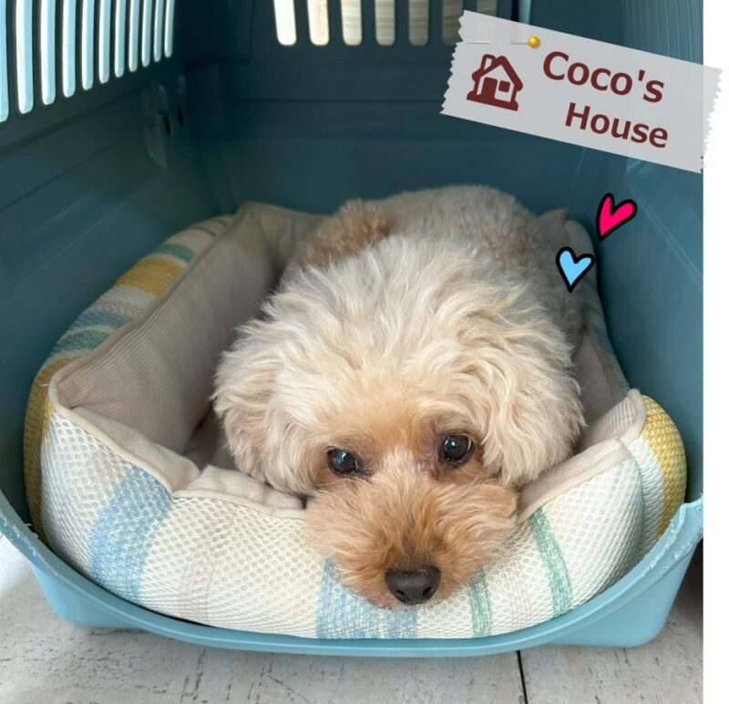 Coconut・10月は ワクチン抗体検査 | Cherie*note