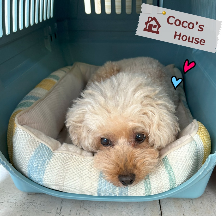 Coconut・10月は ワクチン抗体検査 | Cherie*note