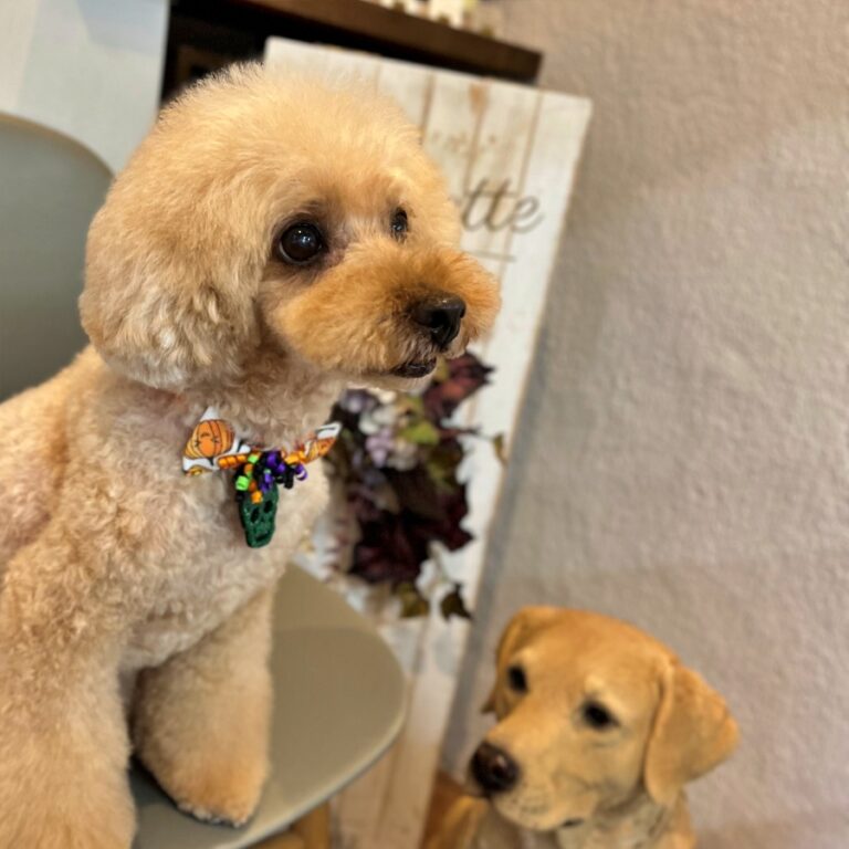 トリミング・トリミング後は いつも色白！ | Cherie*note