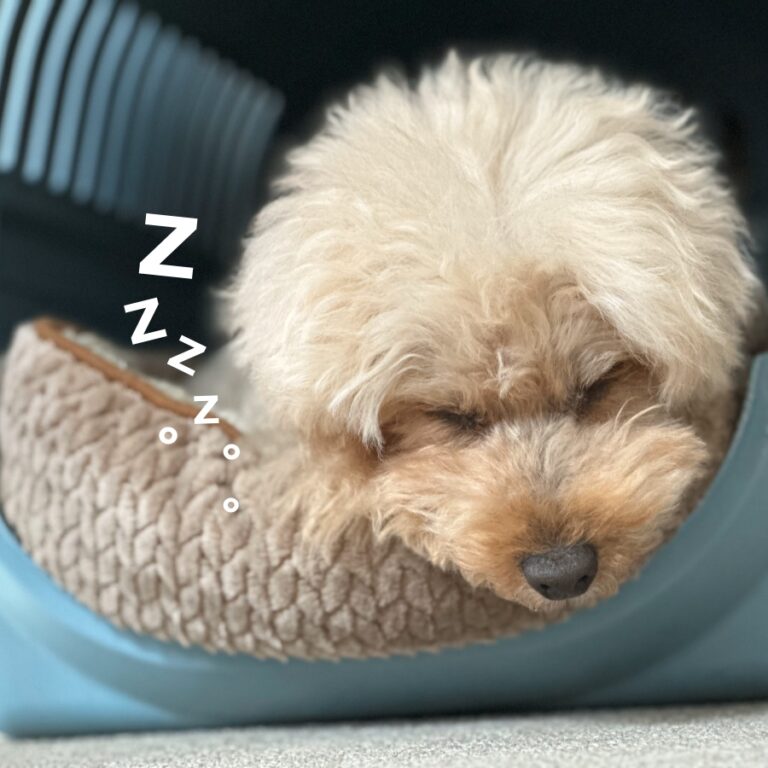 ねむねむ・・ Coconut くん | Cherie*note