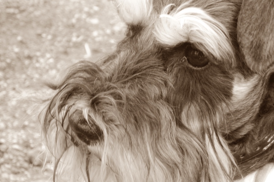 M.シュナ Leef ・三回忌 | Cherie*note