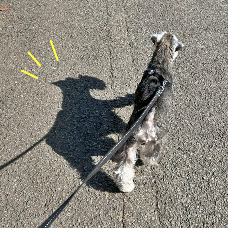 シュナウザーの影・独特過ぎる可愛さ💕 | Cherie*note