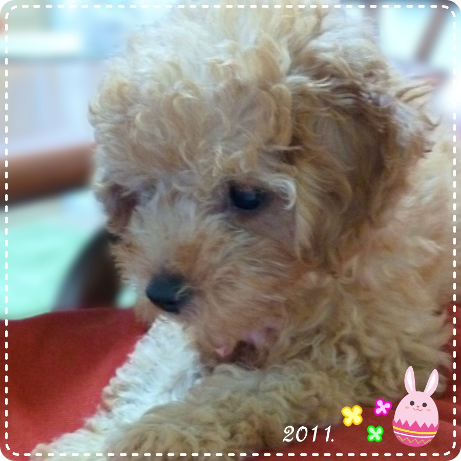 トイプードル Coconut・2011年生まれ！ | Cherie*note