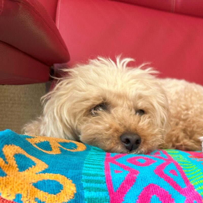 トリミング・いつものボクに戻りました！ | Cherie*note