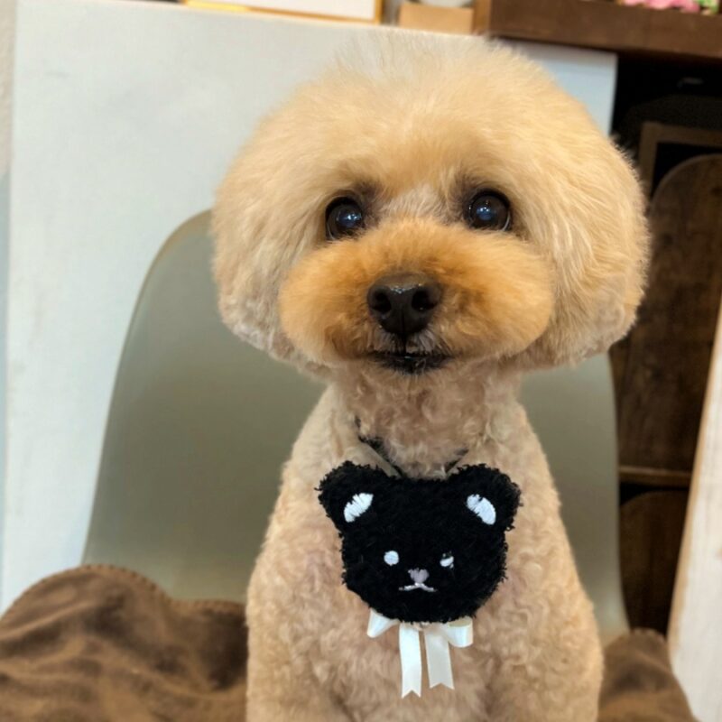 トリミング・いつものボクに戻りました！ | Cherie*note