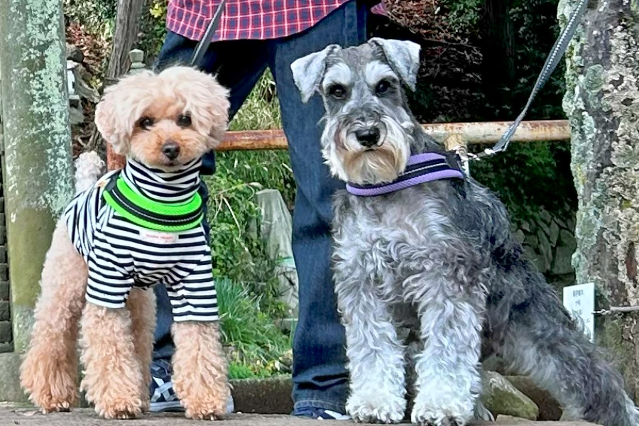 狂犬病予防接種と・・ | Cherie*note