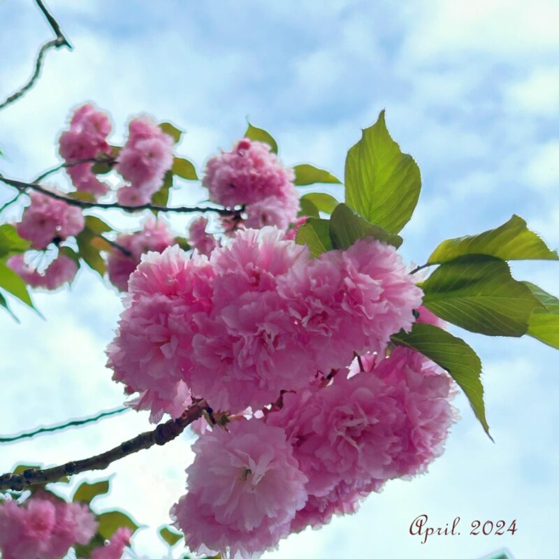 桜まつり・八重桜の並木道 | Cherie*note