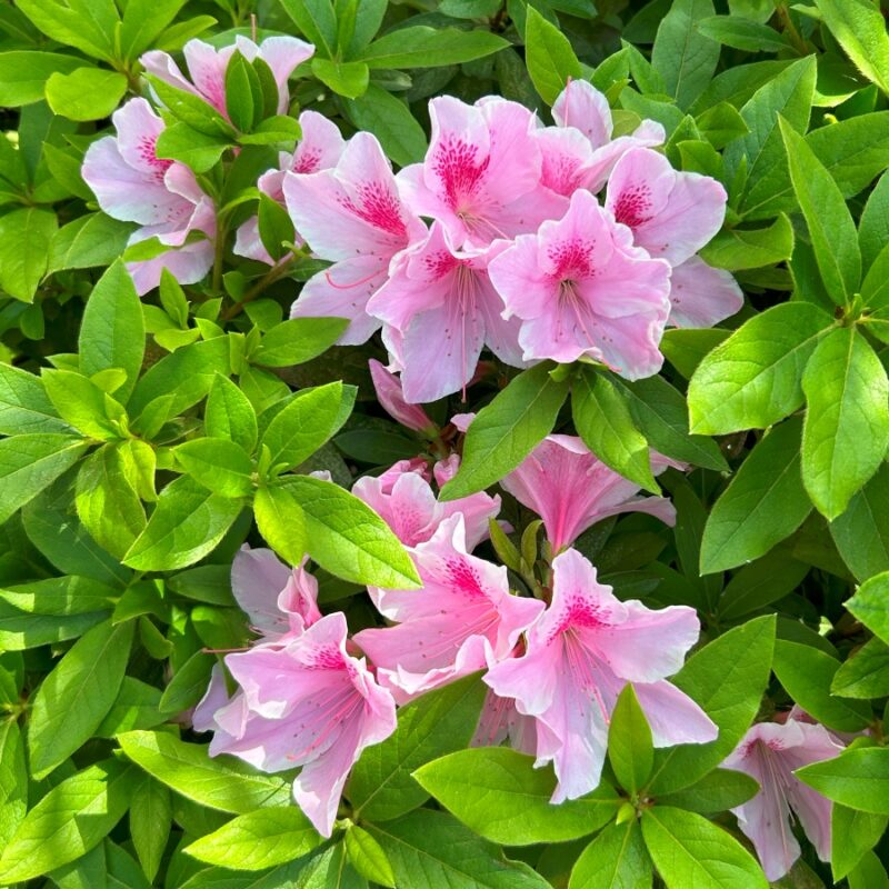 要注意！桜のあとは・・ | Cherie*note