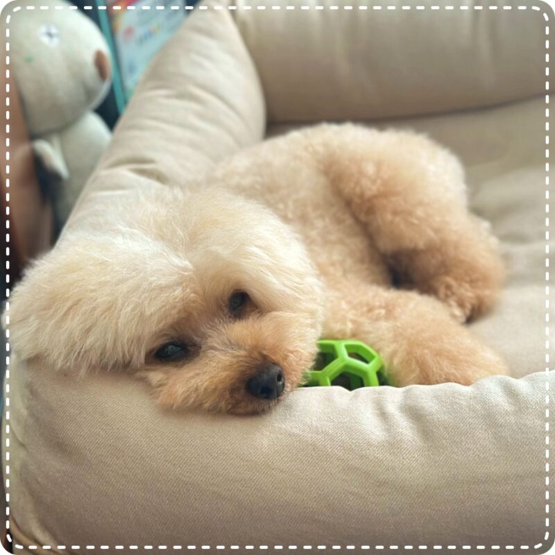 トリミング・綺麗に ふわふわ | Cherie*note