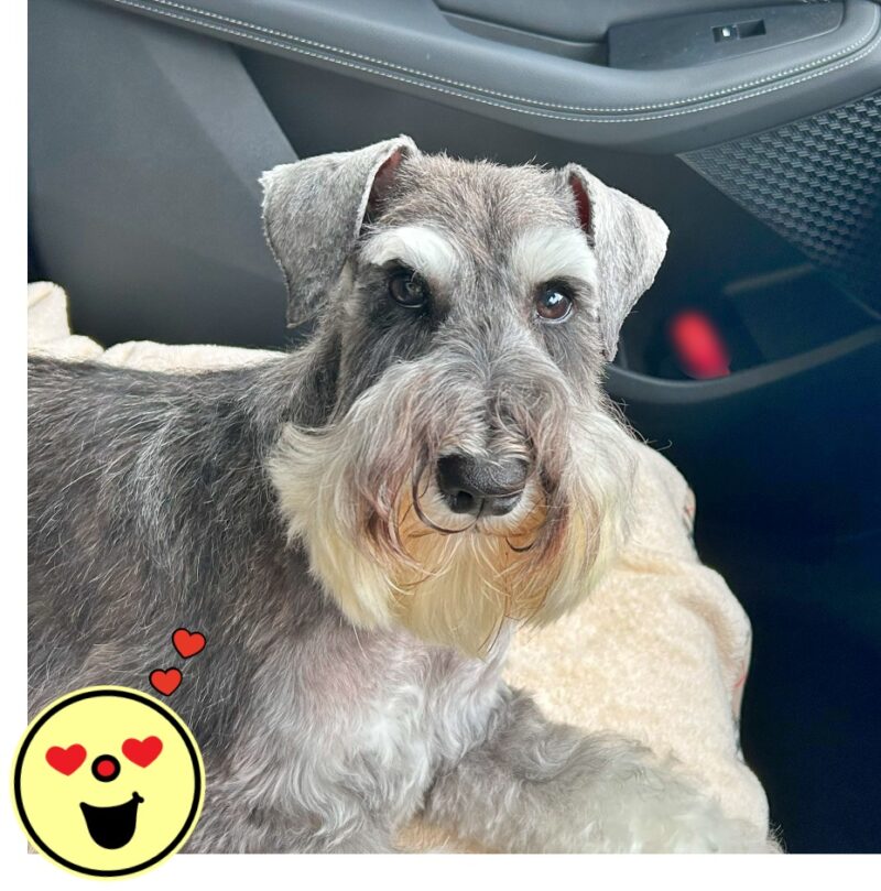 トリミング・お耳が赤い・・💦 | Cherie*note