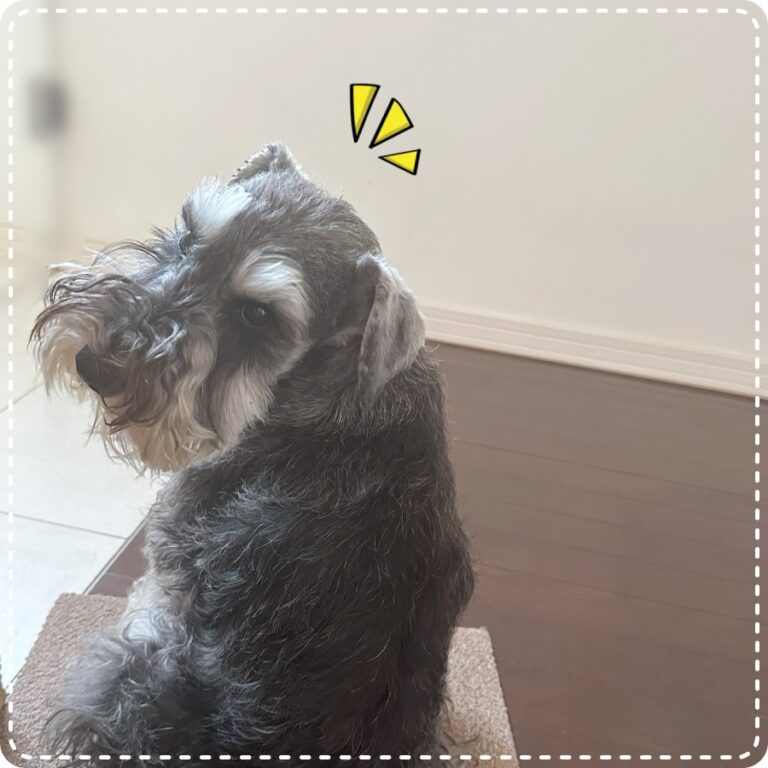 M.シュナ Dear・月1回 アレルギー診療 | Cherie*note