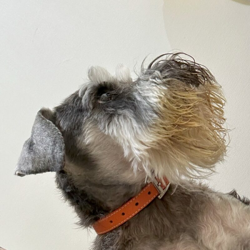 M.シュナ Dear・8月 アレルギー診療 | Cherie*note