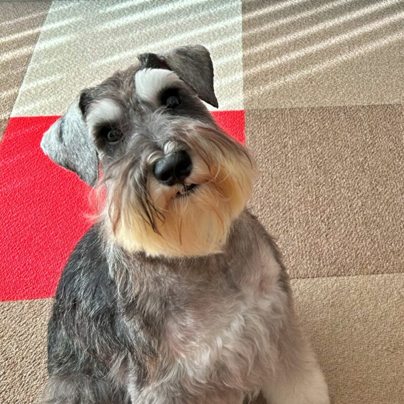 トリミング・小さなダイエット効果 | Cherie*note