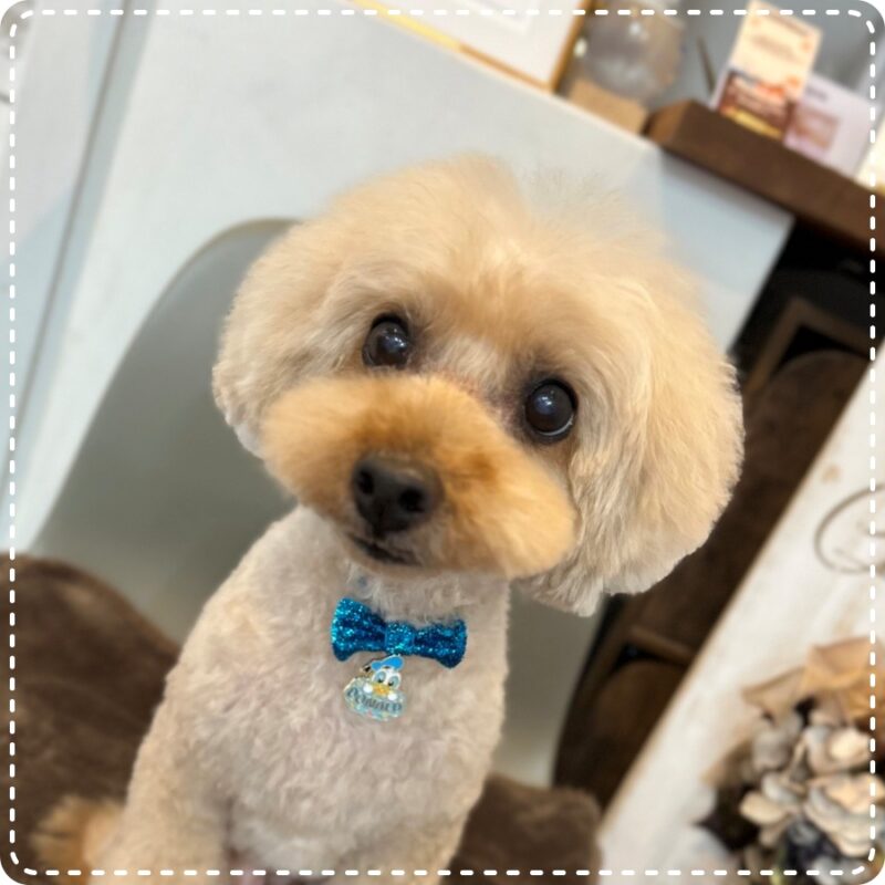 トリミング・年齢に合うお手入れ | Cherie*note