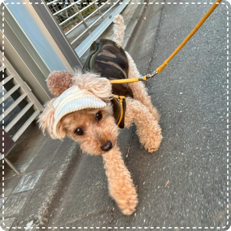 T.プードル Coconut・帽子 | Cherie*note