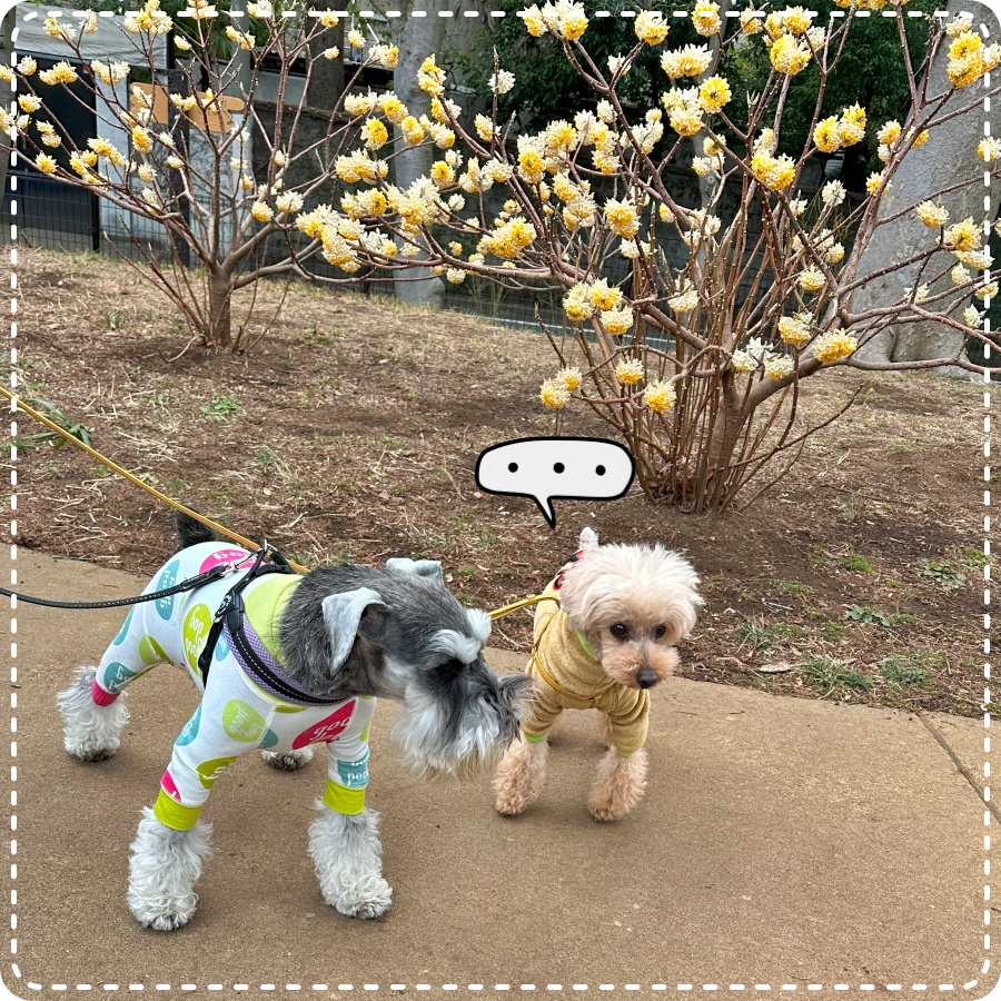 お散歩がてらショッピング・・ | Cherie*note