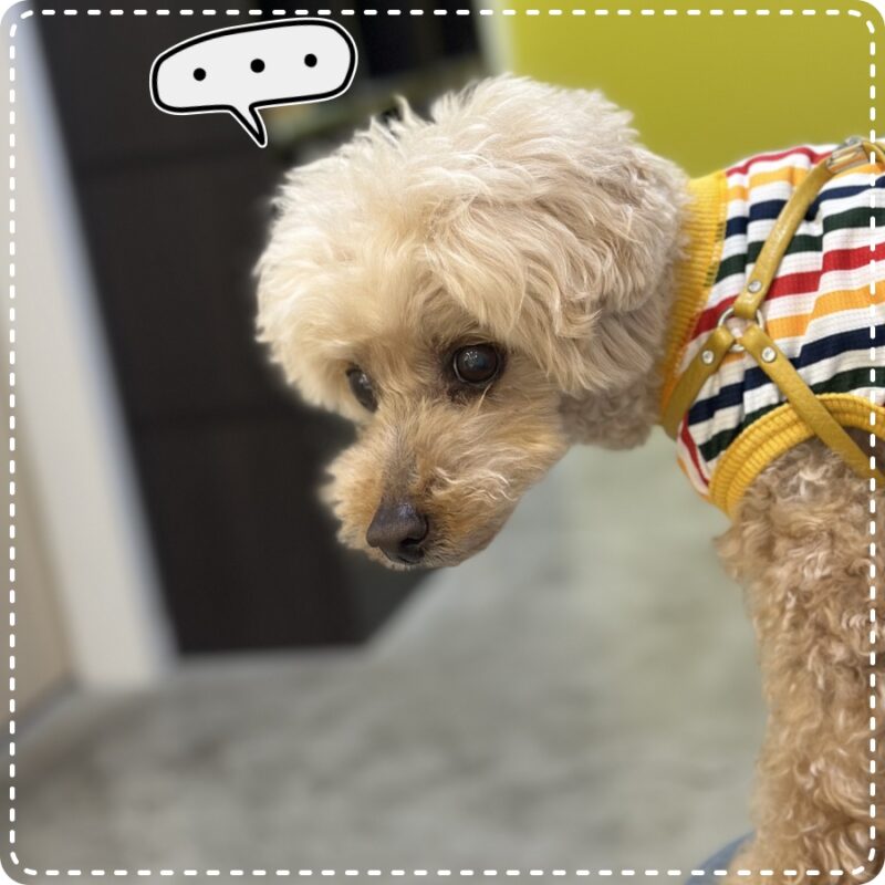 T.プードル Coconut・再検査 | Cherie*note