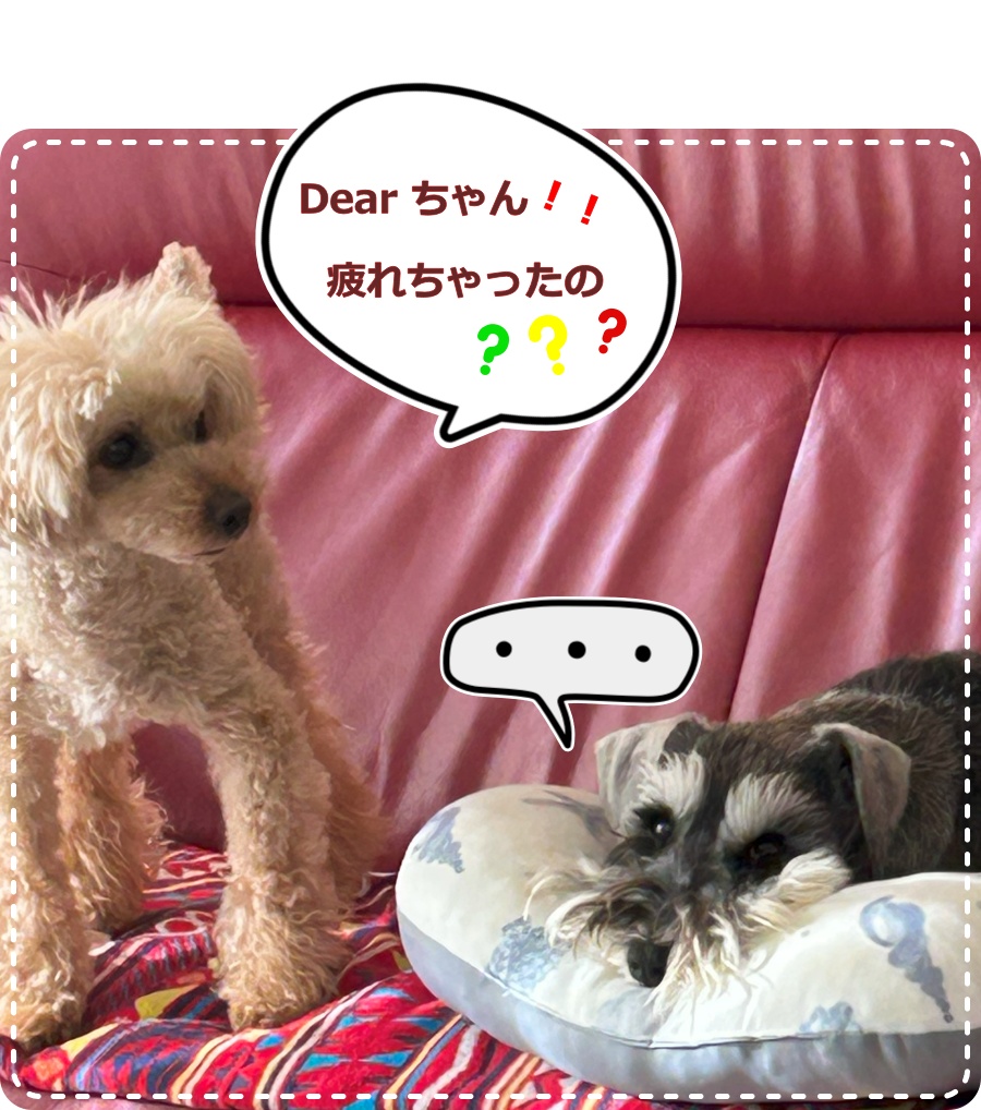 M.シュナ Dear ・敵わないねッ！ | Cherie*note